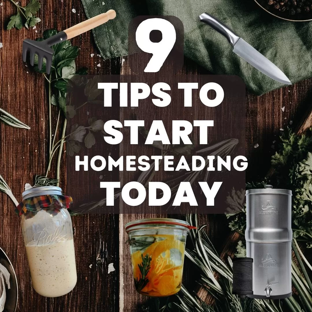 9 Quick Steps to Start a Suburban Homestead Today - The Homestead Challenge