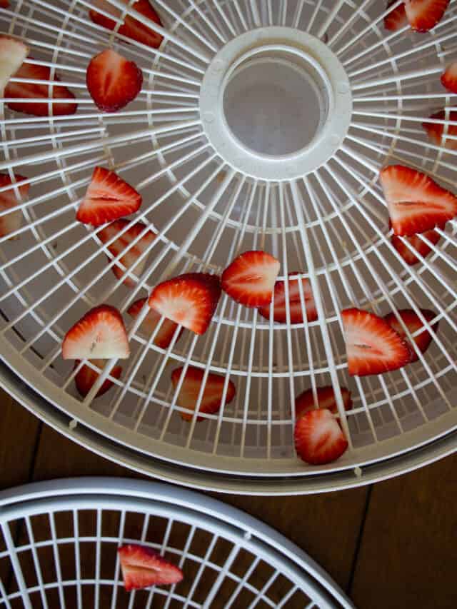 How to Store and Preserve Freshly Picked Strawberries - The Homestead ...