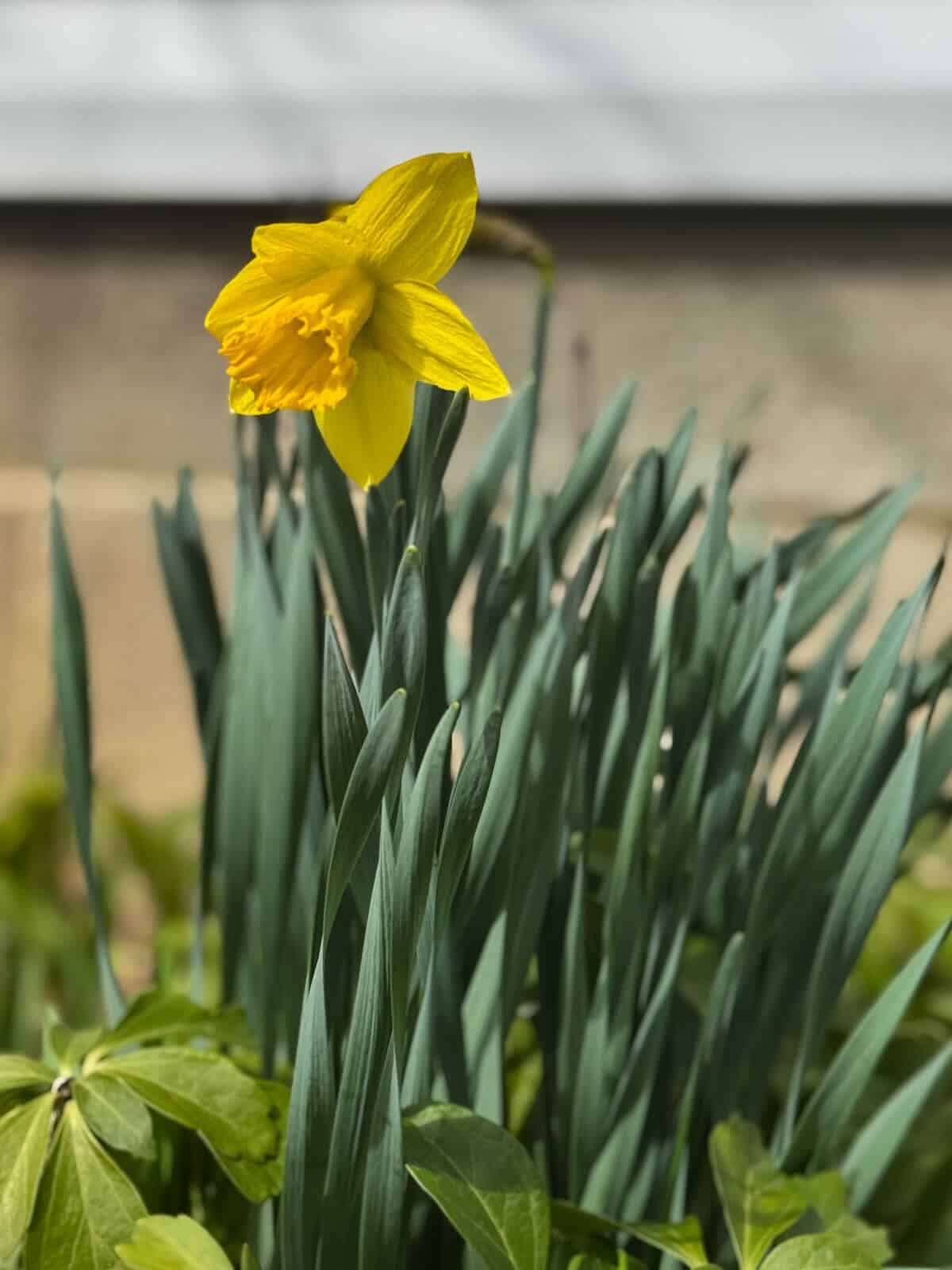 Early Spring Gardening Tips: Things You Can Do While It's Still Cold ...