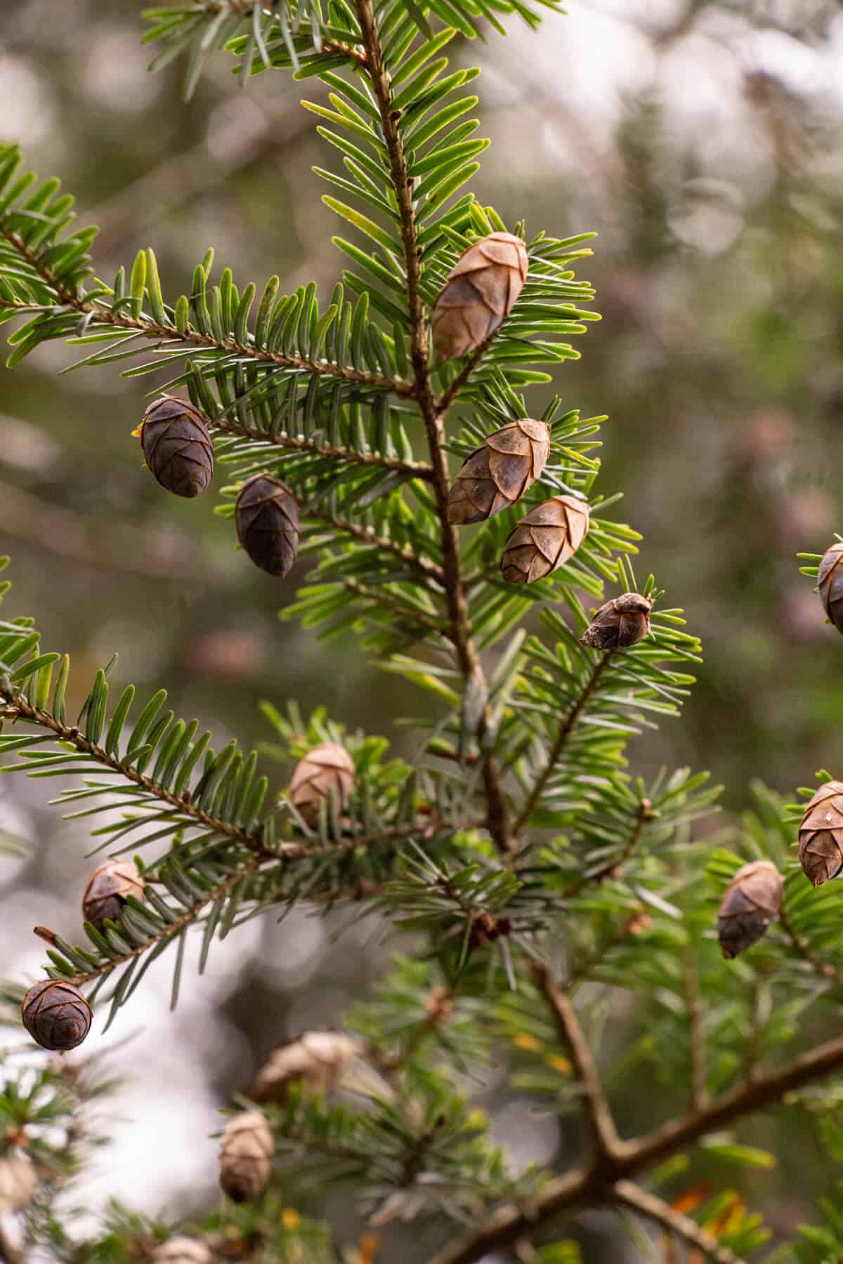 Last Minute Herbal Gift Idea: Evergreen Bath Salts! - The Homestead ...