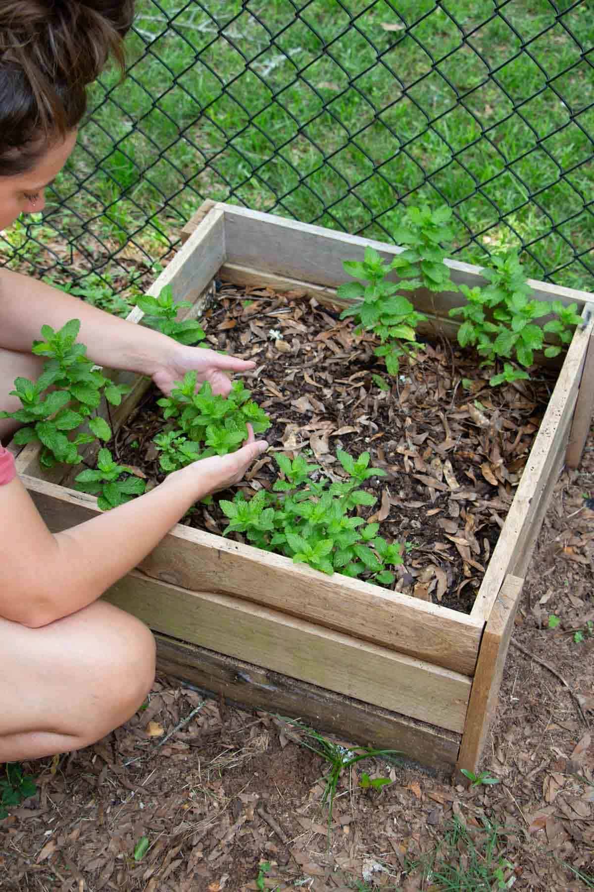 Companion Planting Tips for Beginners - The Homestead Challenge