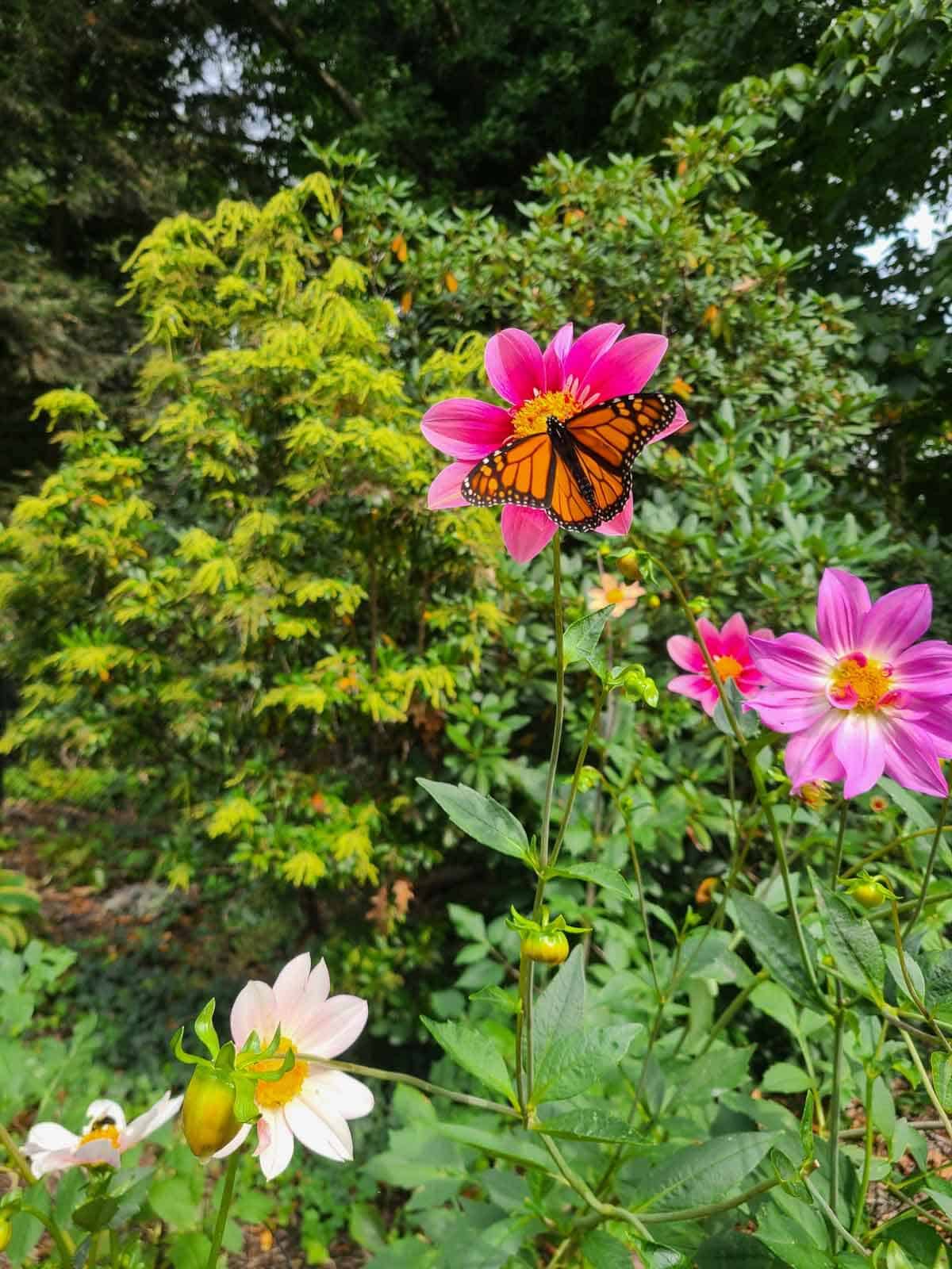 You Don't Have to Plant an All Native Garden - The Homestead Challenge