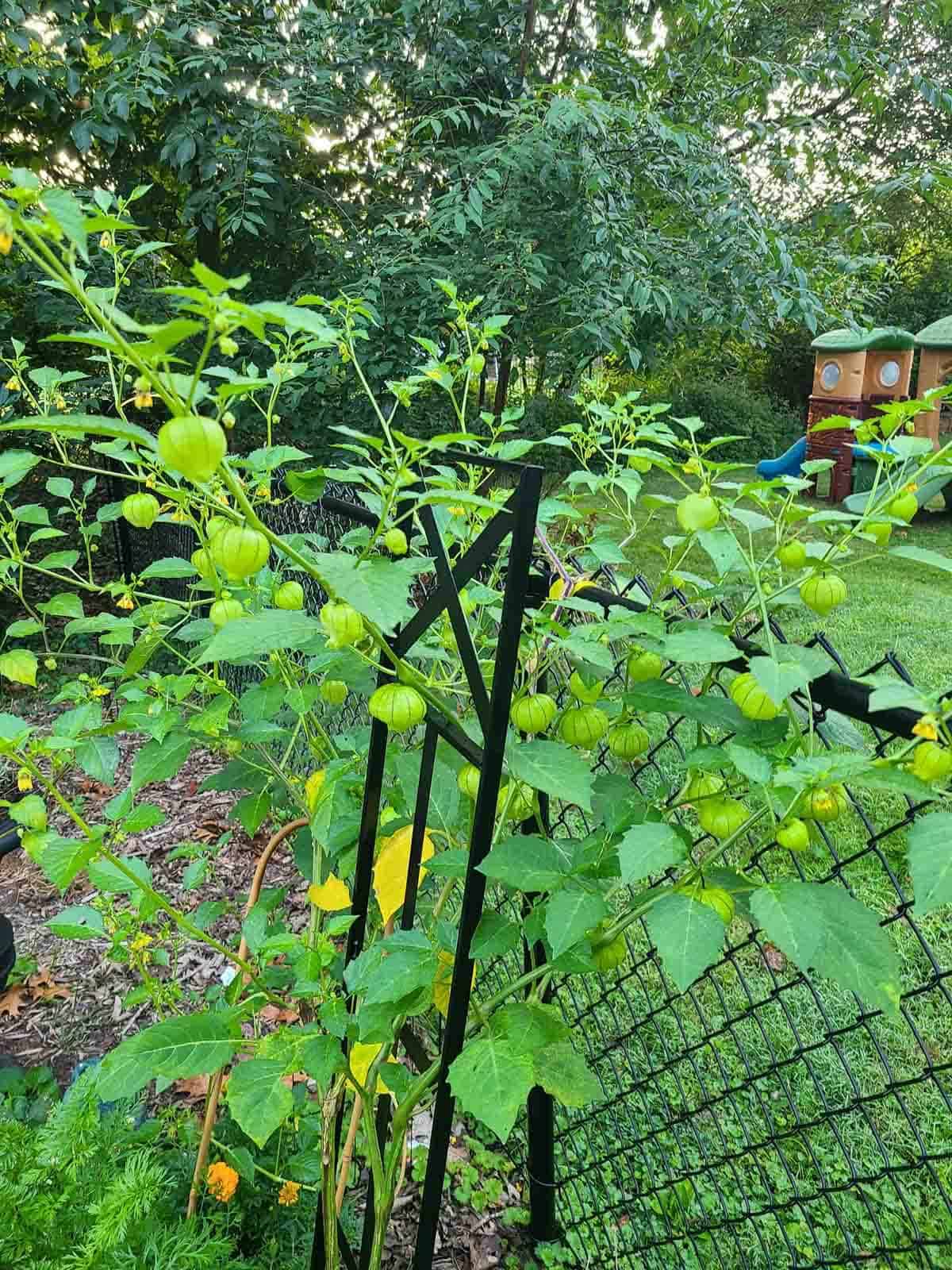 Companion Planting Tips for Beginners - The Homestead Challenge