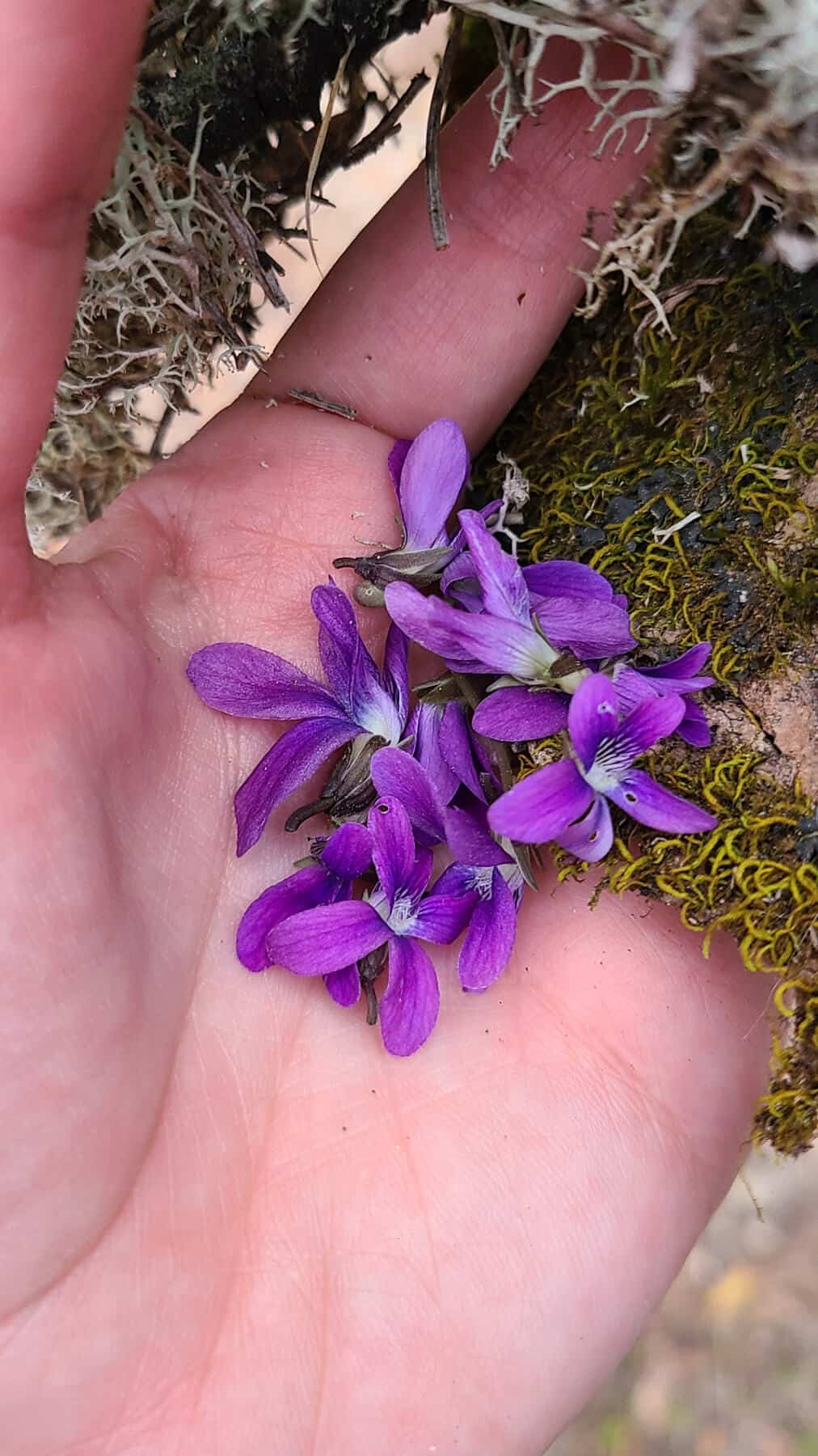 Violet Morning Face Serum: A Simple Skincare Boost from Nature - The ...