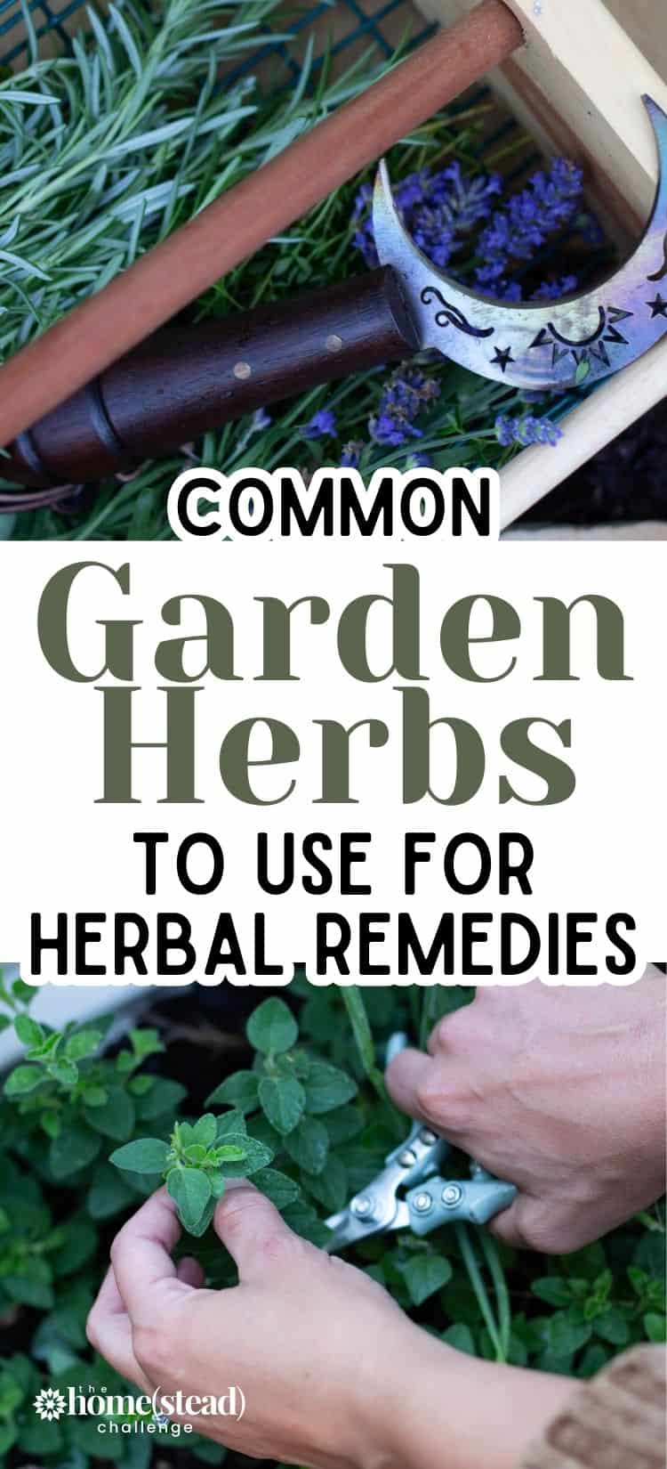 Common Garden Culinary Herbs That Can Be Used for Herbal Remedies - The ...