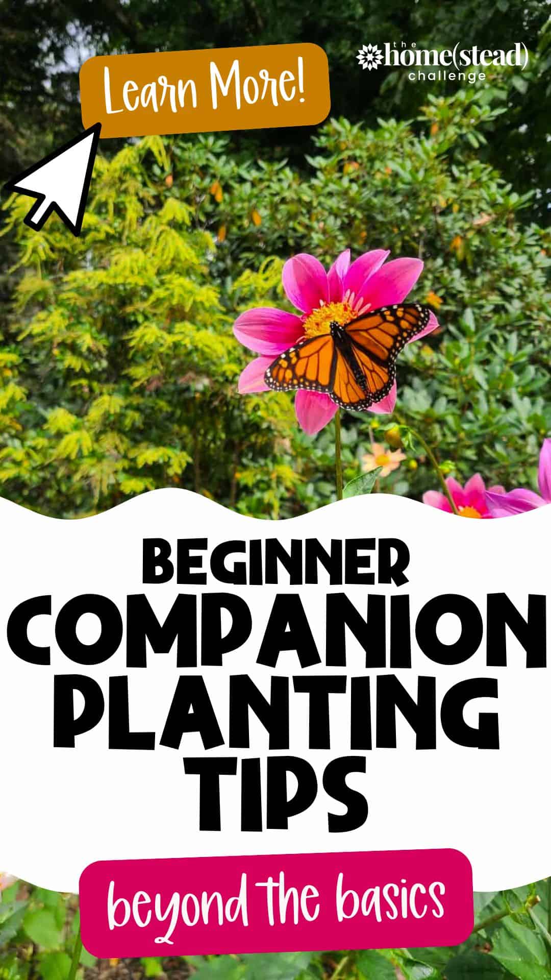 Companion Planting Tips for Beginners - The Homestead Challenge