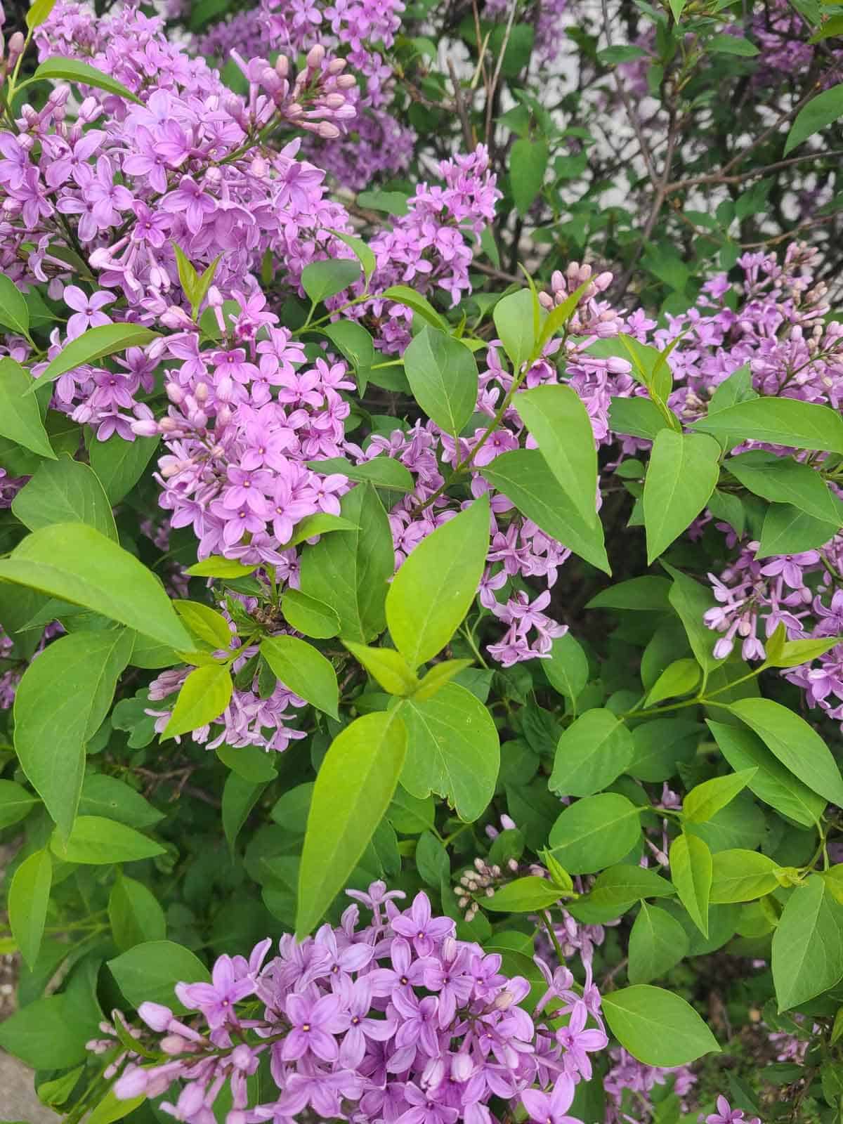 You Don't Have to Plant an All Native Garden - The Homestead Challenge