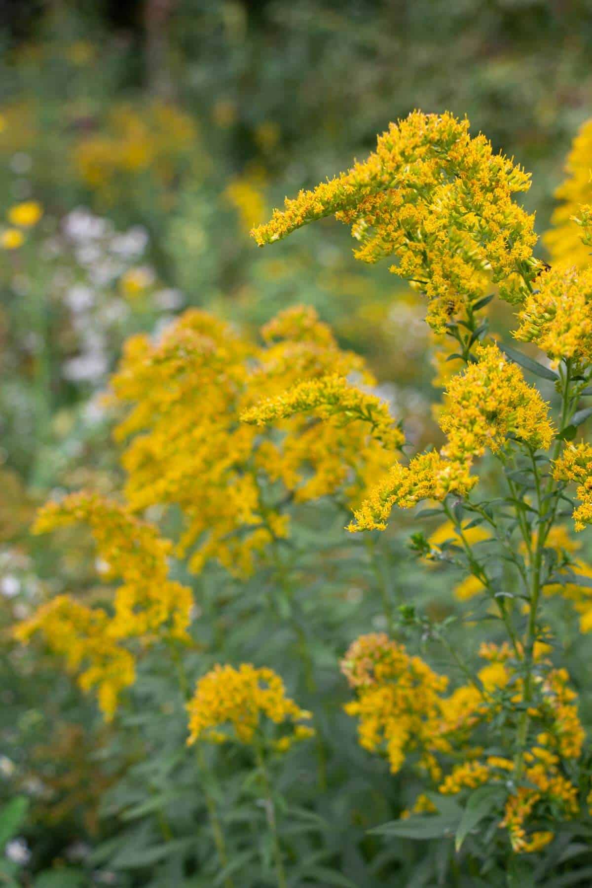 Goldenrod Tea for Transitioning to the Fall Season - The Homestead ...
