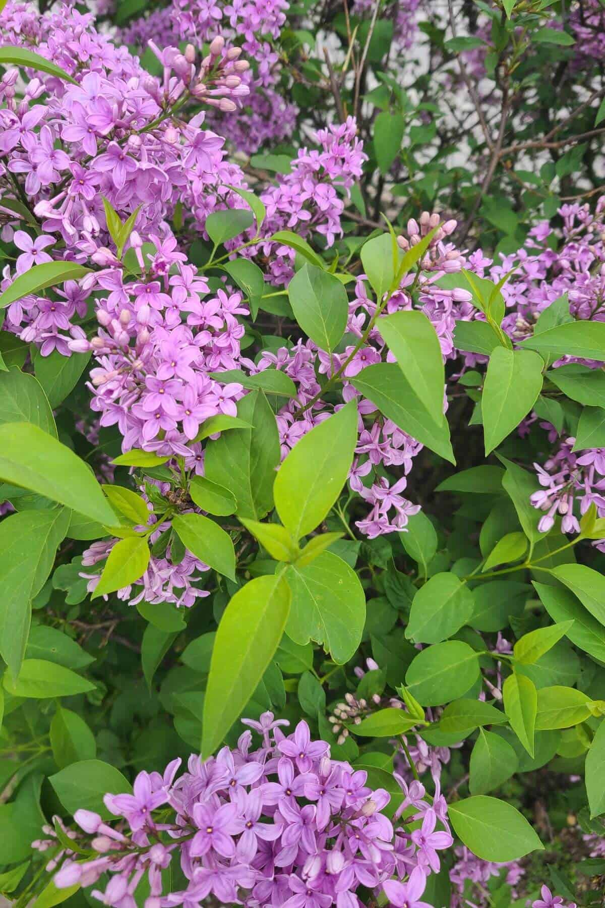 Homemade Lilac Infused Body Oil for Glowing Skin - The Homestead Challenge