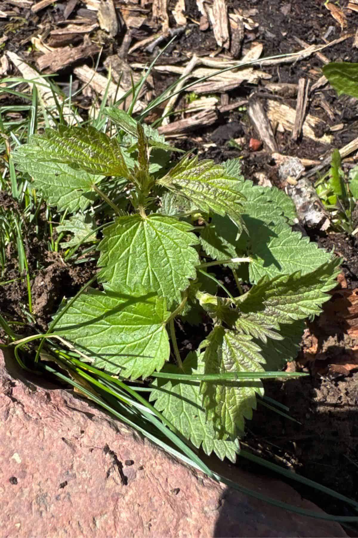 Herbal Lemonade Electrolyte Drink (No Coconut Water) - The Homestead ...