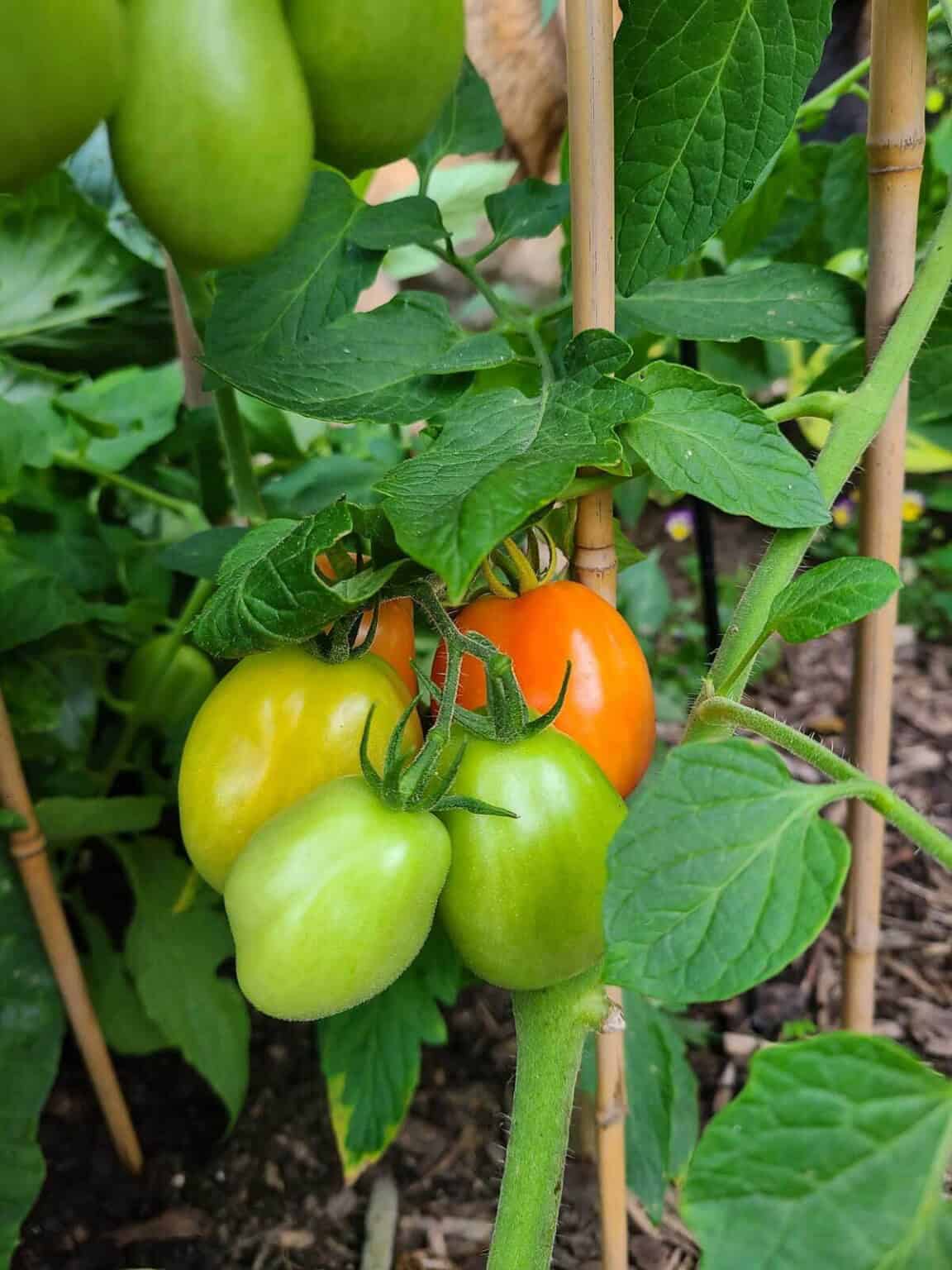How to Choose Between Containers, Raised Beds, and In-Ground Gardening ...