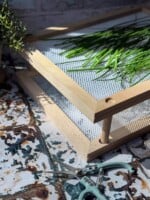 How to Make Chive-Infused Olive Oil the Easy Way - The Homestead Challenge