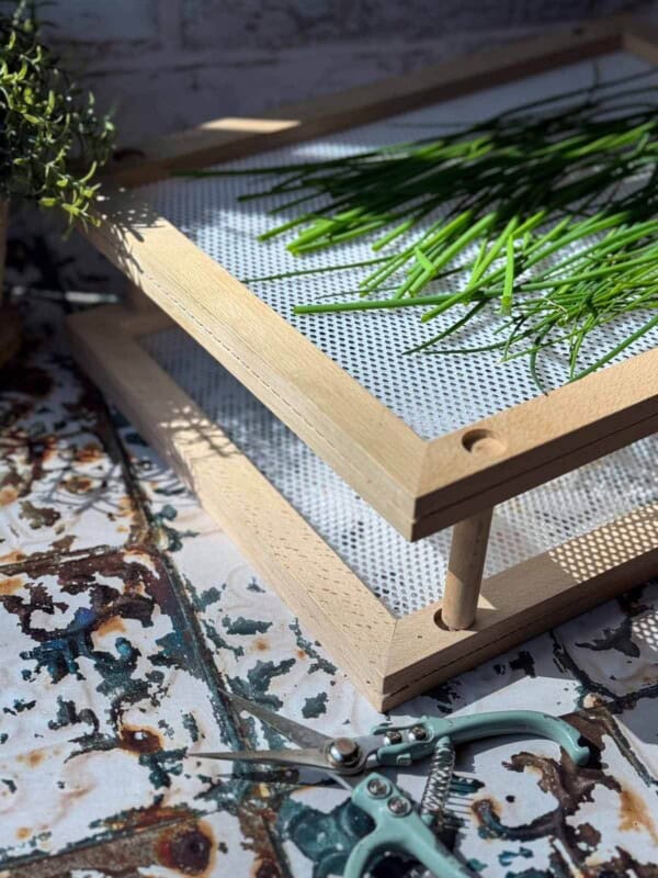 How to Make Chive-Infused Olive Oil the Easy Way - The Homestead Challenge