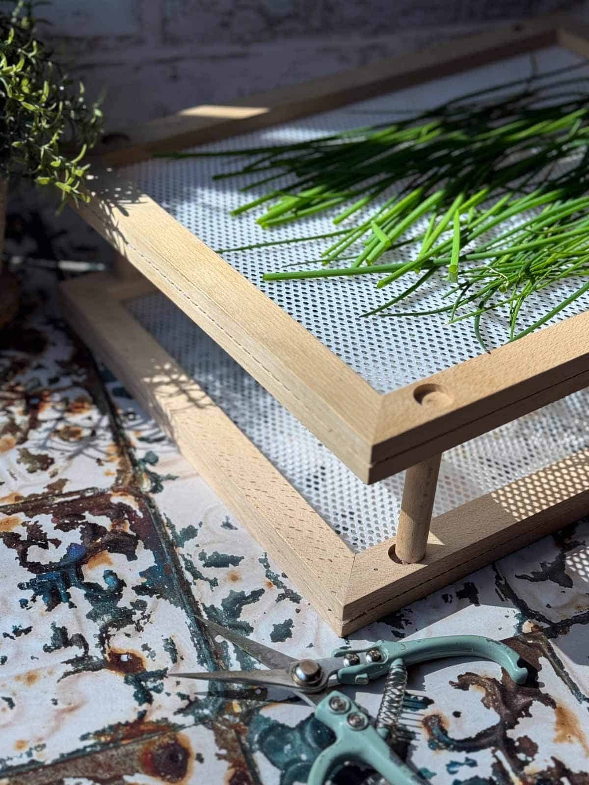 How to Make Chive-Infused Olive Oil the Easy Way - The Homestead Challenge