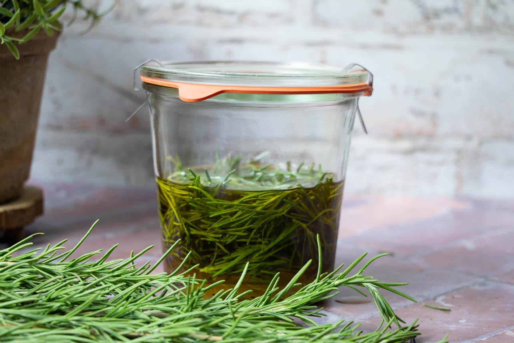 How to Make Rosemary Oil (For Scalp Health + More) - The Homestead ...