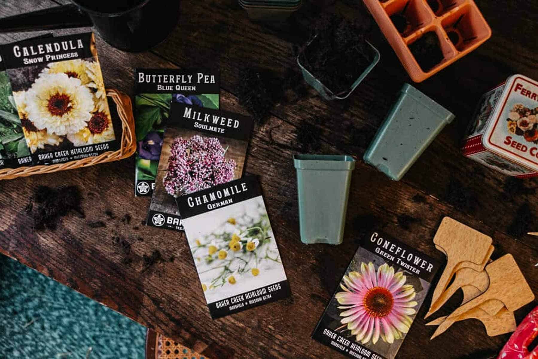 Seed Starting for Beginners: How to Avoid Common Mistakes - The ...